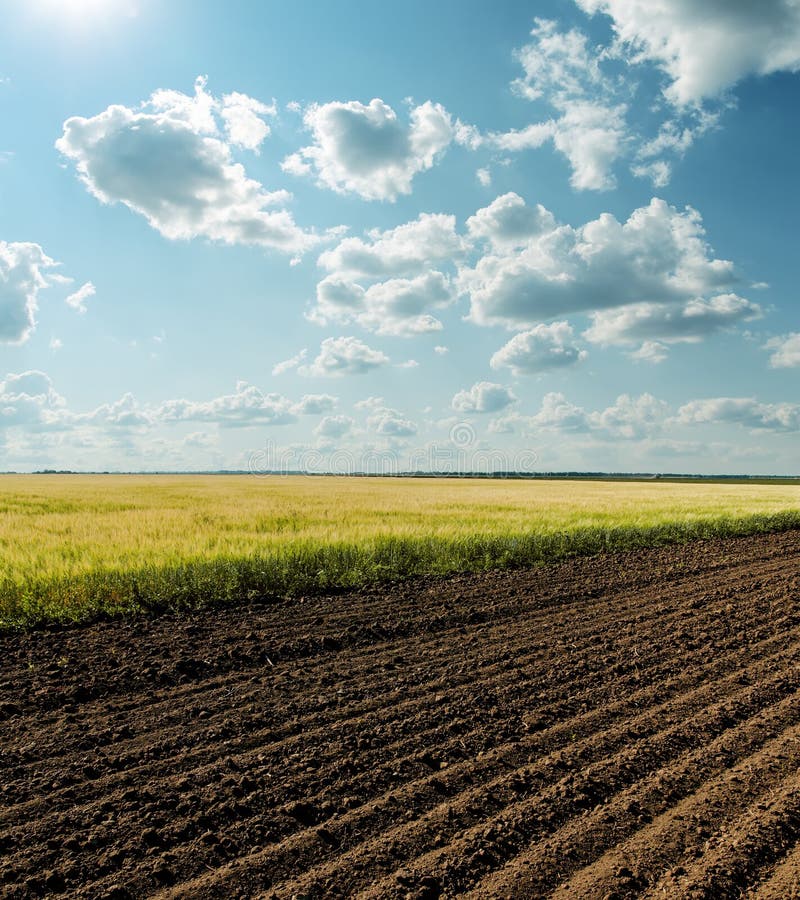 Agriculture Field and Cloudy Sky Stock Photo - Image of farm, green ...