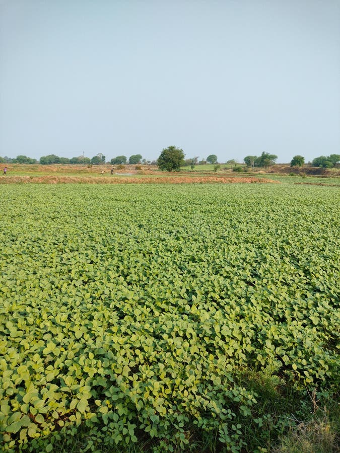 Agriculture Field Green Gram Nature Stock Photo - Image of nature ...