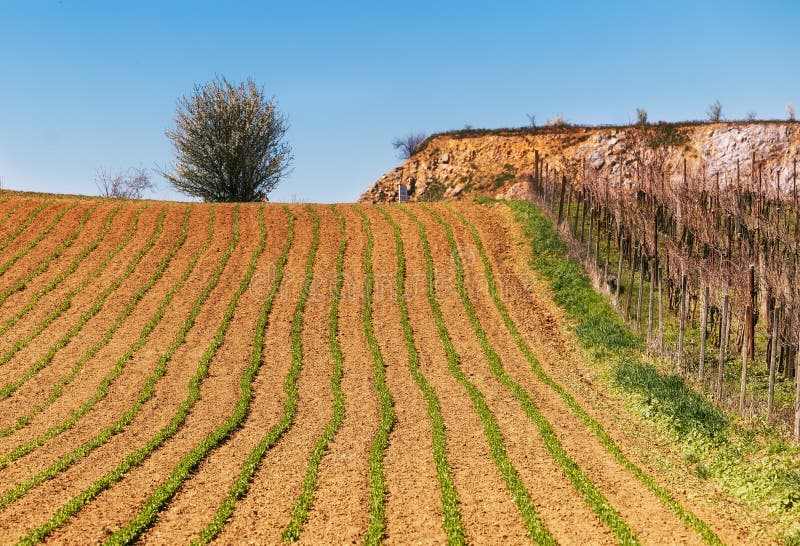 Agriculture Field with Row of Plantation and Vineyard Stock Image ...