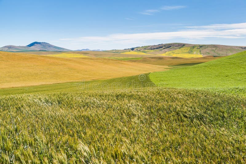 Agriculture Field in Rural Area of Washington State Stock Image - Image ...