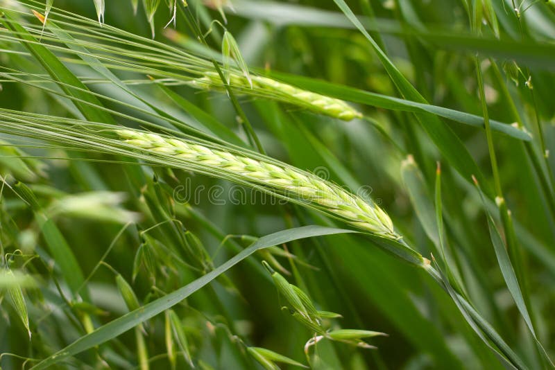 Agriculture Field with Rye Corn Stock Photo - Image of texture, farming ...