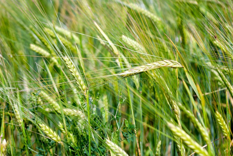 Agriculture Field with Rye Corn Stock Photo - Image of seed, nature ...