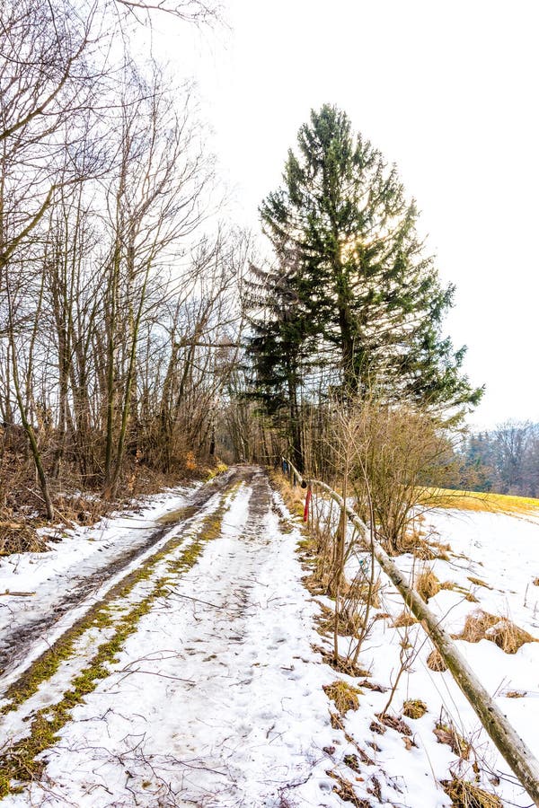 Agriculture Field in Snow and Winter. Tree and Grass Near the Soil and ...