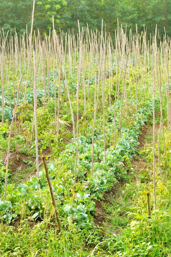 Agriculture field stock photo. Image of harvest, country - 59008762