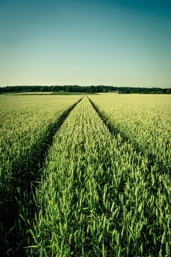 Agriculture field stock image. Image of high, lawn, agriculture - 34468101