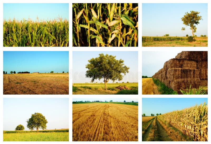 Agriculture collage stock photo. Image of grass, agriculture - 32569488