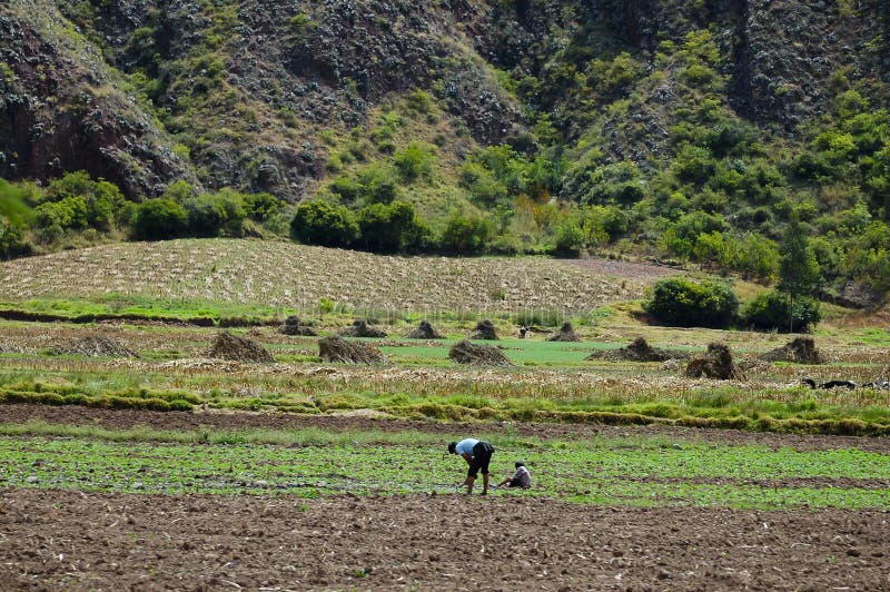 Agriculture Fields editorial photo. Image of harvest - 108451481