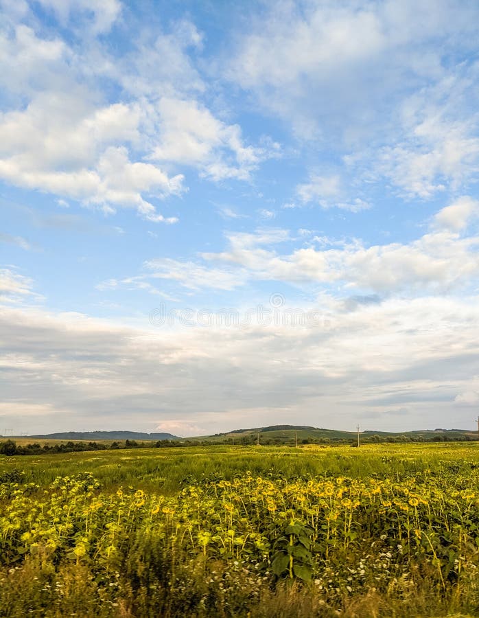 Agriculture Fields in the Summer Season Stock Photo - Image of light ...