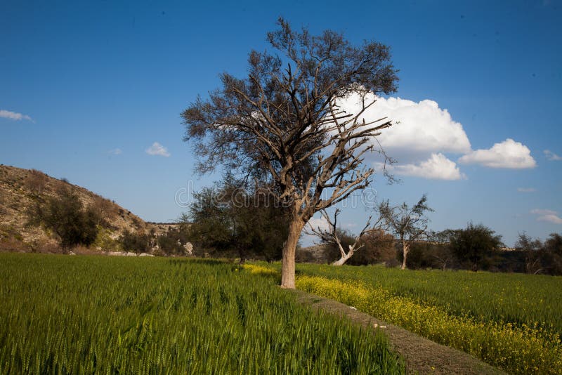 Agriculture Fields and Trees Stock Photo - Image of lush, agri: 142621598