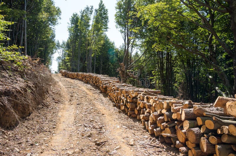 Agriculture and Forestry Theme. Log Stacks Along the Forest Road. Stock ...