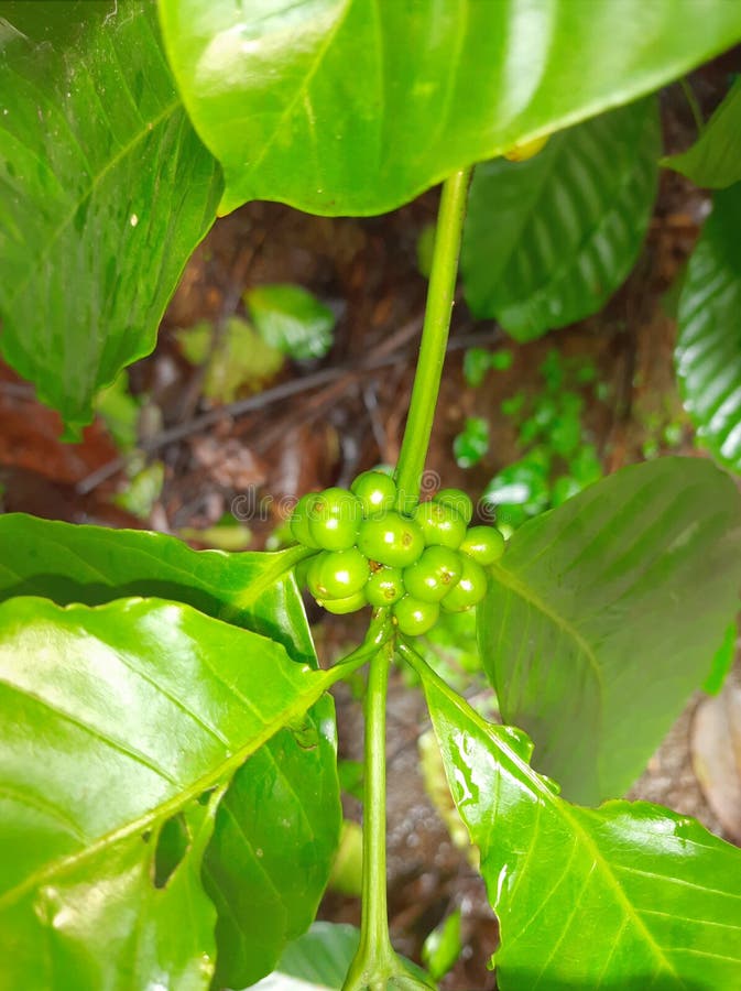 Agriculture Fresh Beautiful Natural Coffee Plant Stock Photo - Image of ...