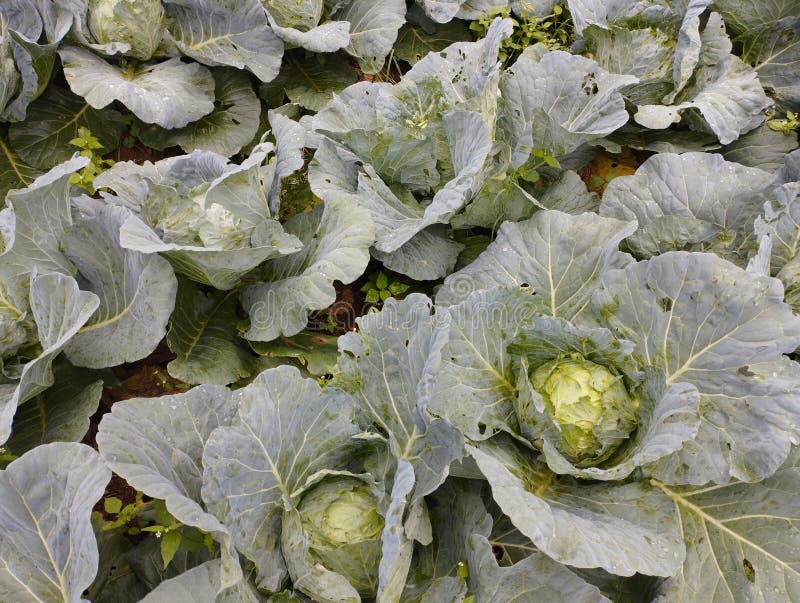 Agriculture Fruit Cabbage Farmer Stock Image - Image of view, fruit ...