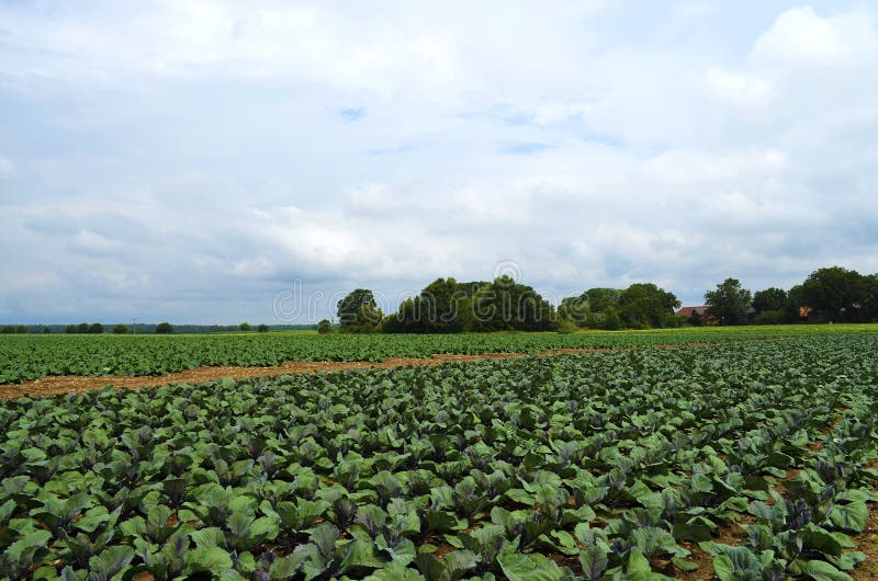 Agriculture in Germany stock image. Image of background - 96862135
