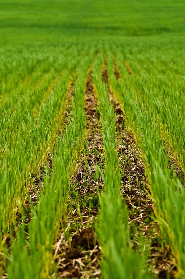 Agriculture Green Crop Rows Stock Photo - Image of line, countryside ...