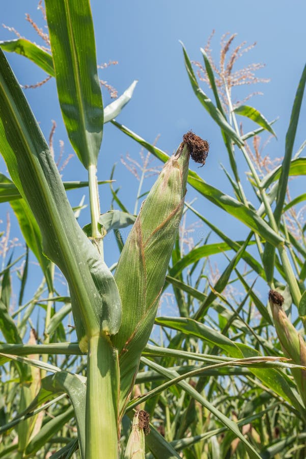 Field with maize stock image. Image of bright, meadow - 18059193