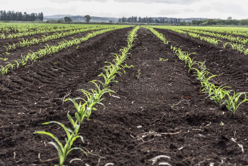 Agriculture Green Land stock photo. Image of corn, cultivate - 68840408
