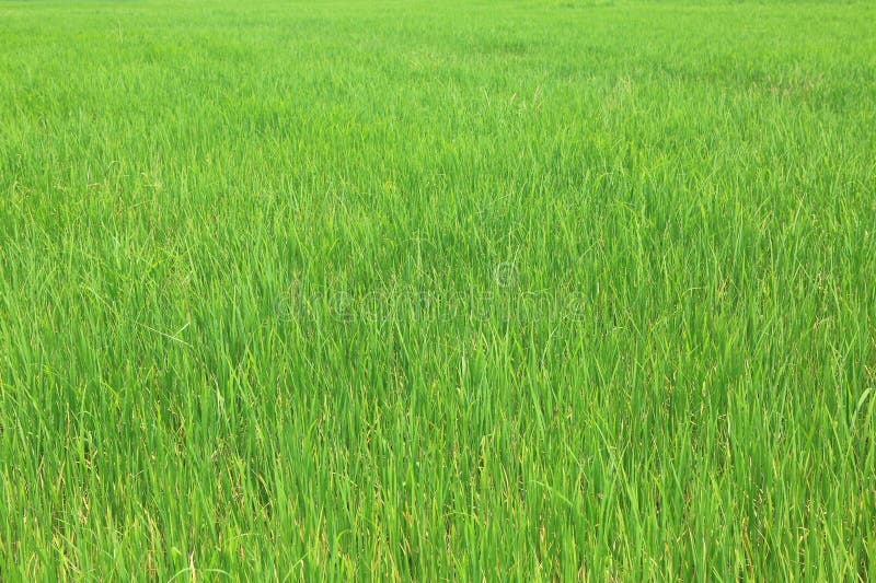 Terrace Background Field Agriculture Landscape Asia Rice Green Farming ...
