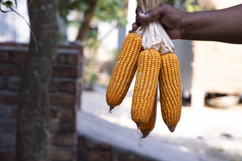 Agriculture Harvest Corn Hand Holding with the Blurry Background Stock ...