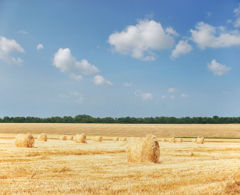 Haystack, Sheaf of Dry Grass, Hay, Straw, Texture, Abstract Background ...