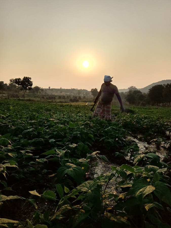 Agriculture editorial stock image. Image of safe, ground - 164510989