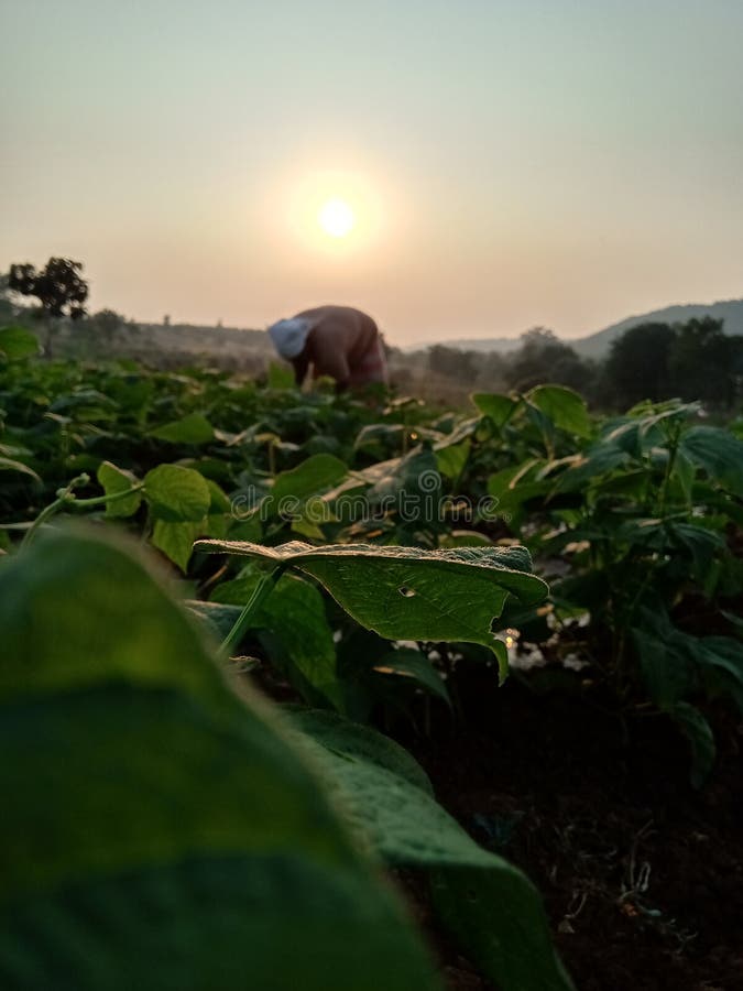 Agriculture editorial image. Image of safe, ground, agriculture - 164510990