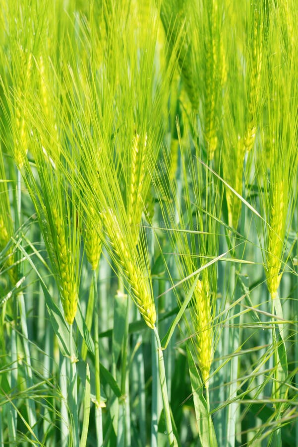 Agriculture stock image. Image of plant, farming, healthy - 49304399