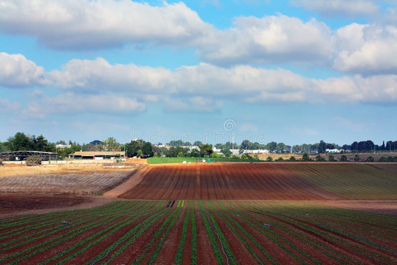 Green Crops in the Negev Desert Israel Stock Photo - Image of negev ...