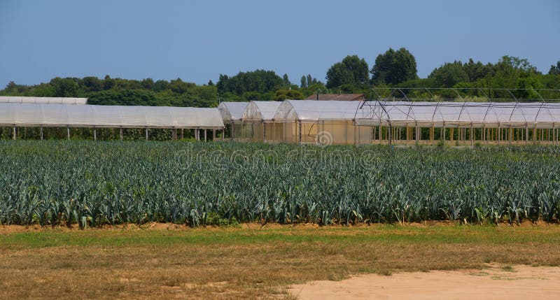 Agriculture in italy stock image. Image of summer, natural - 25618879