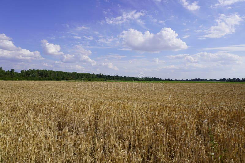 Agriculture Landscape Field Ripe Wheat Stock Image - Image of farm ...