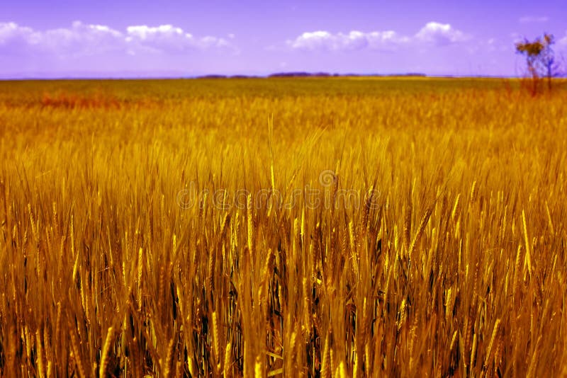Golden Grain Field stock photo. Image of gold, golden - 43550080
