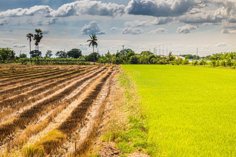 Landscape of Destroy the Forest on Mountains that Have Been Cut Down ...