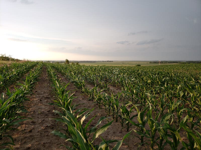 Nebraska corn landscape stock image. Image of landscape - 156443195