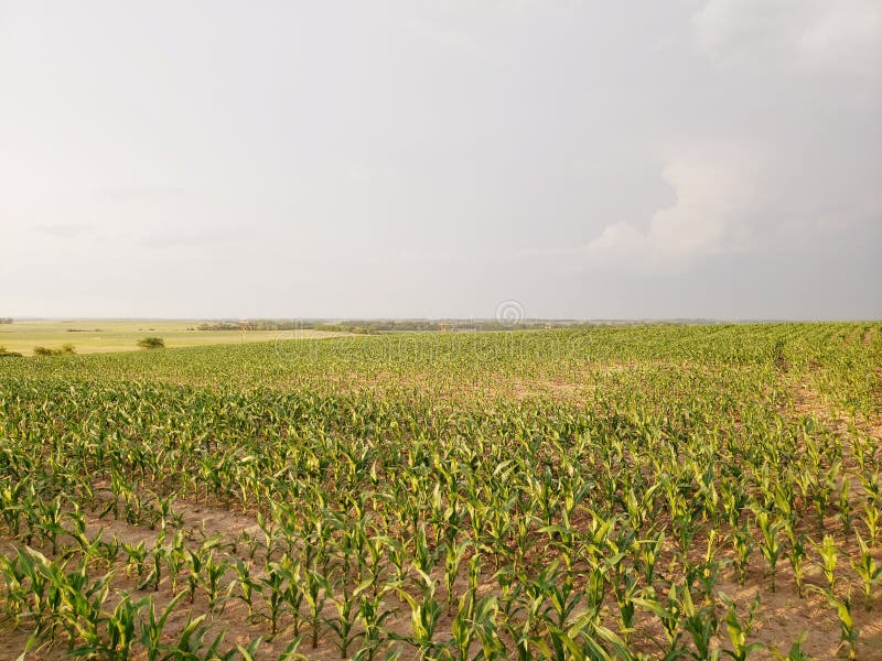 Nebraska cornfield stock photo. Image of corn, cornfield - 118823648