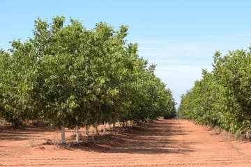 837 Walnut Plantation Stock Photos - Free & Royalty-Free Stock Photos ...