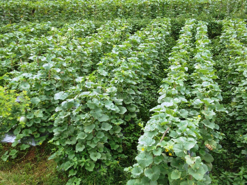 Agriculture melon field stock image. Image of food, crop - 69866711