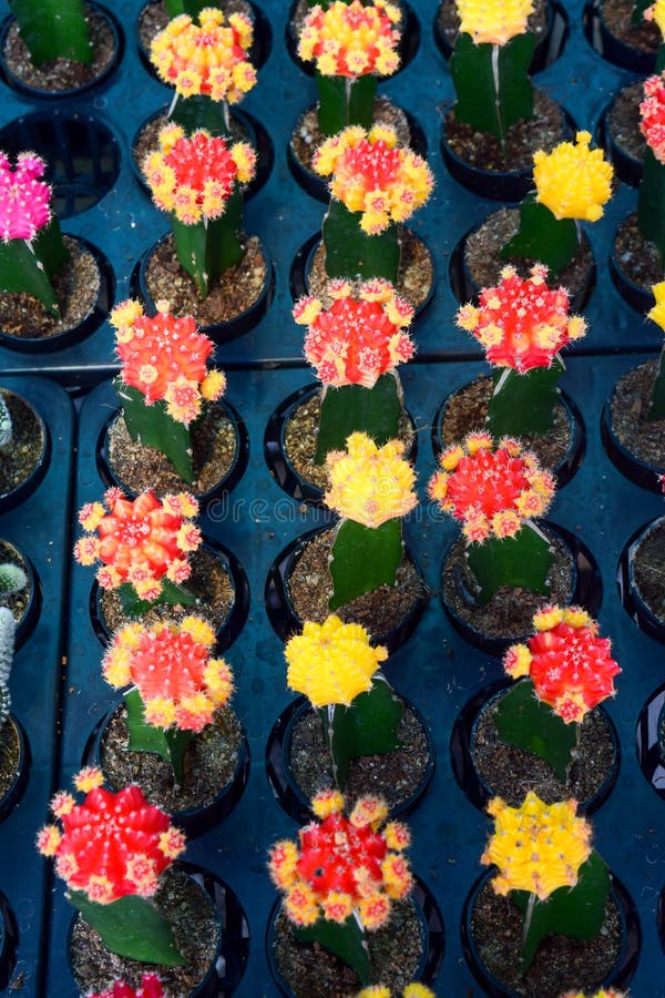 Agriculture of mini cactus stock photo. Image of desert - 61837406