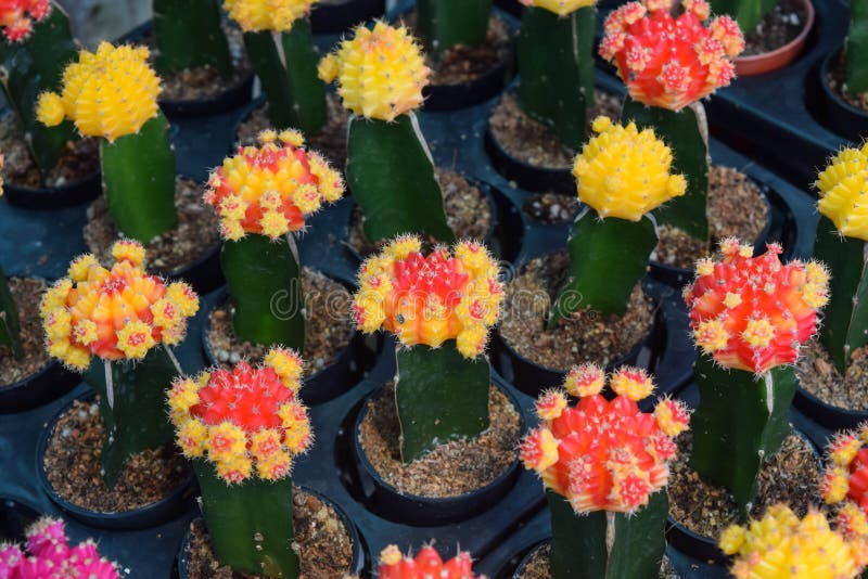 Agriculture of mini cactus stock photo. Image of plant - 61837414