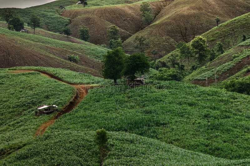 Agriculture on mountain stock image. Image of tree, nature - 60664277