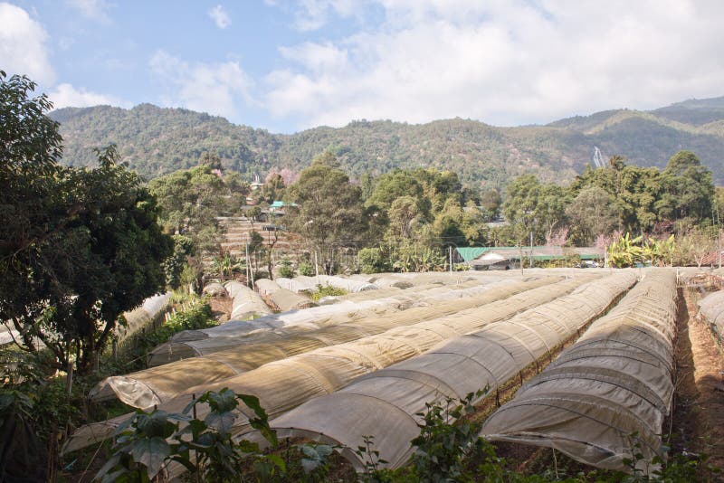 Agriculture on the Mountains. Stock Image - Image of formation, forest ...
