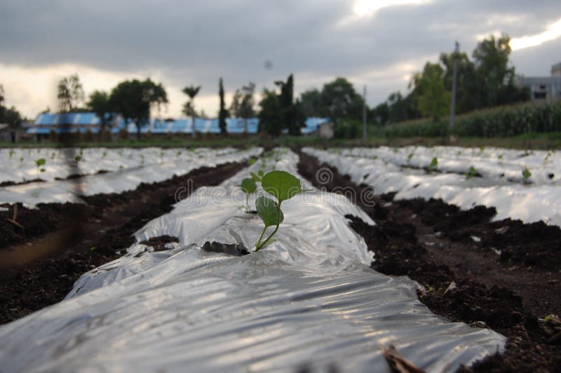 Agriculture stock image. Image of agriculture, farm - 123194161