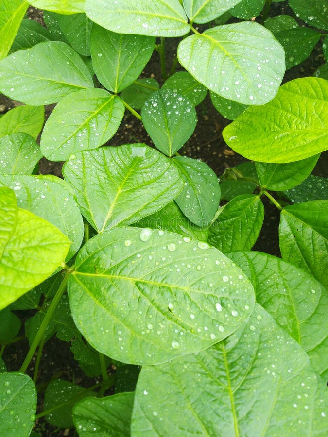 Agriculture and Nature Water Drop Plant. Stock Photo - Image of lawn ...