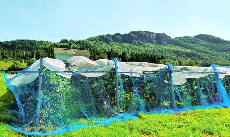 Agriculture in the Norway. stock image. Image of detail - 20931075