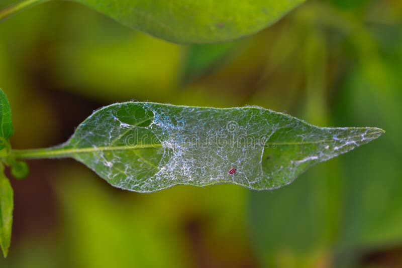 Agriculture Pests, Spider Mite Web on Pepper Leaf in Greenhouse Stock ...