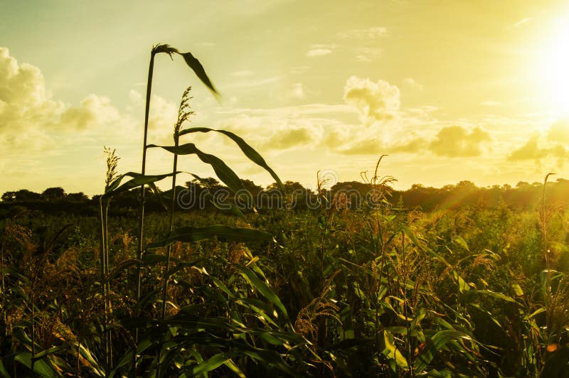Agriculture stock image. Image of field, green, work - 95410545
