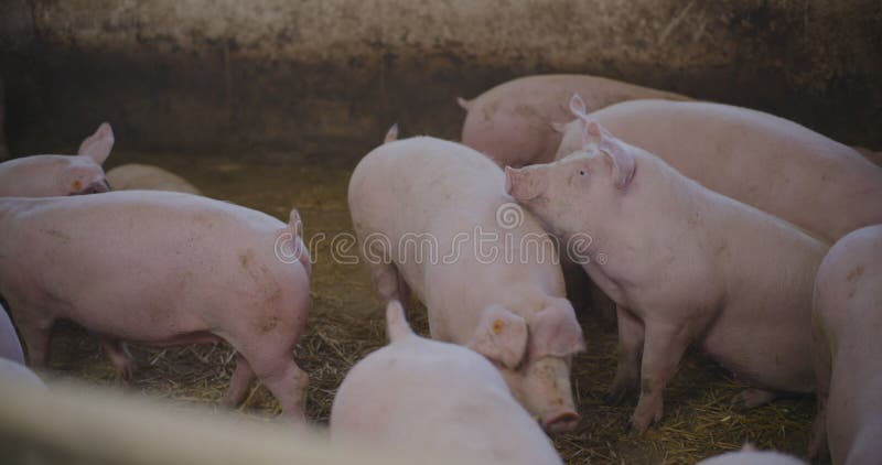 Pigs at Livestock Farm Pork Meat Production Agriculture Stock Footage ...