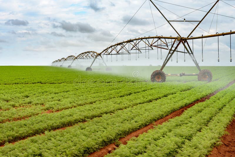 Agriculture, Pivot Irrigation System on Carrot Plantation Stock Photo ...