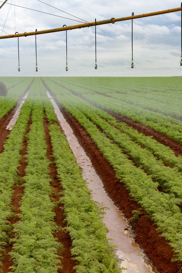 Agriculture, Pivot Irrigation System on Carrot Plantation Stock Image ...