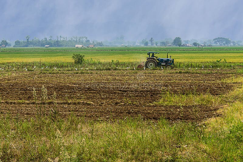 Tractor in Rice Field, Mechanism Farmer Rice Cultivation Stock Image ...