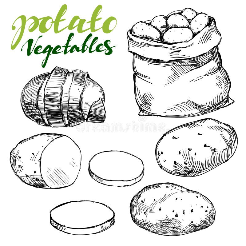 Agriculture, Potatoes Vegetable Set Hand Drawn Vector Illustration ...