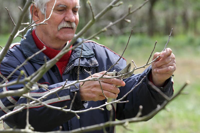 Boy pruning tree stock image. Image of wood, twig, pruner - 34380125